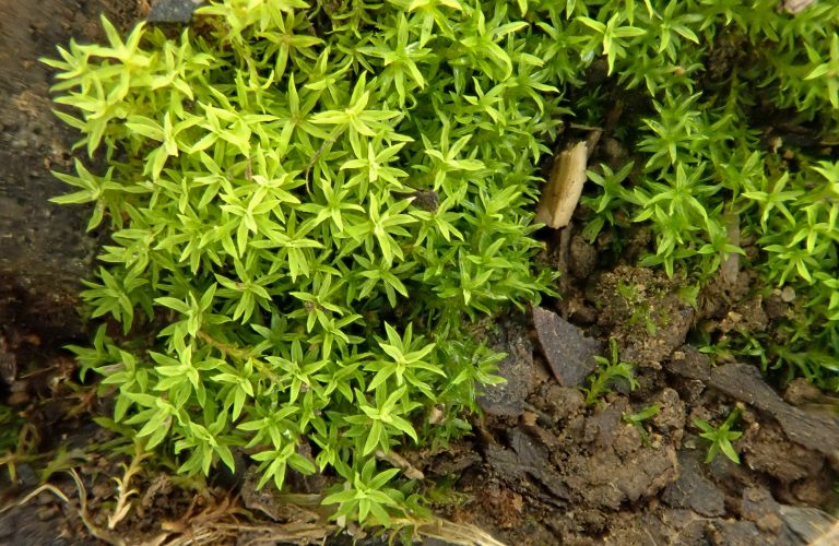 New moss discovered in the UK – Herefordshire Biological Records Centre