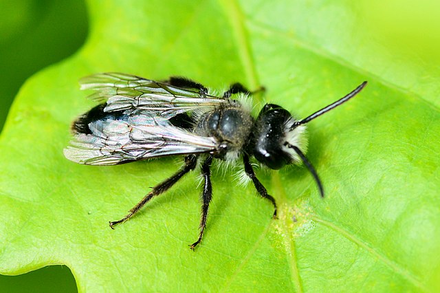 Identifying Bees – Herefordshire Biological Records Centre