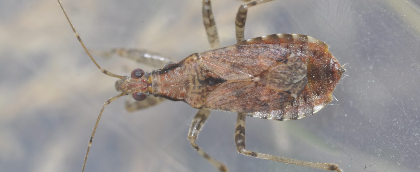 Bug Walk – Herefordshire Biological Records Centre