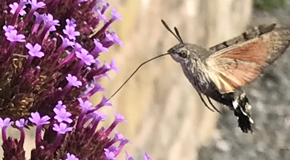 Record Hummingbird numbers in UK – Herefordshire Biological Records Centre